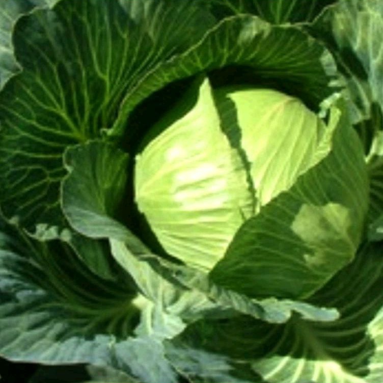 Jual 10 Butir Benih/Biji Kubis hijau atau kol. | Shopee Indonesia