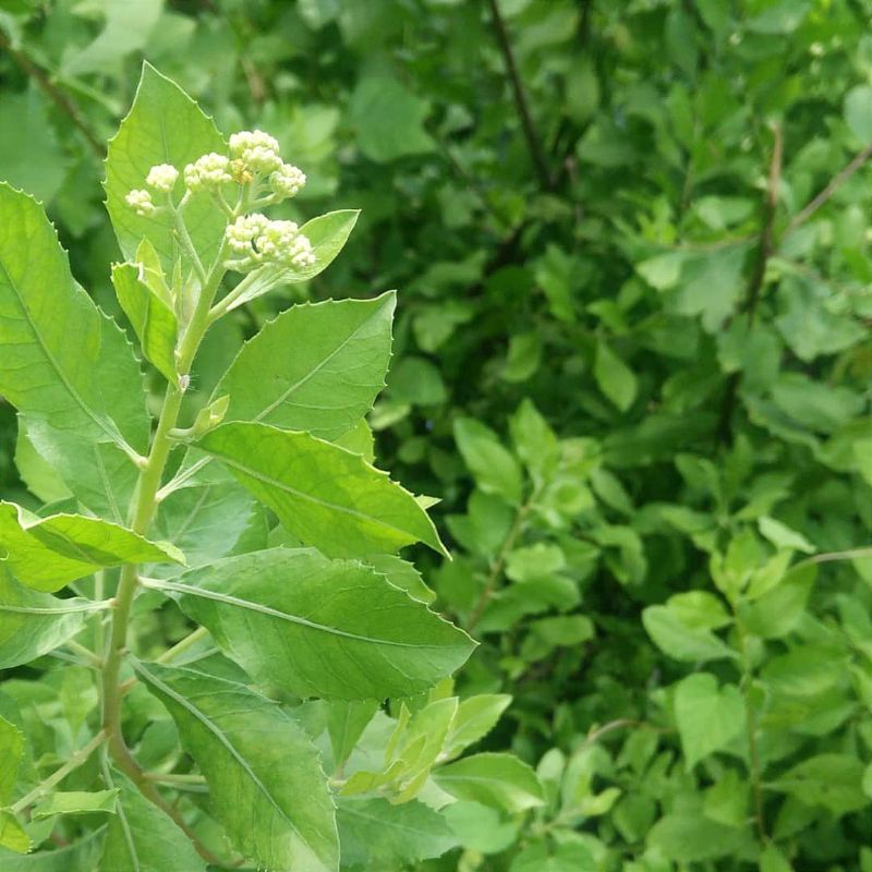 Jual Daun Beluntas Herbal Segar (100 Gram) | Shopee Indonesia