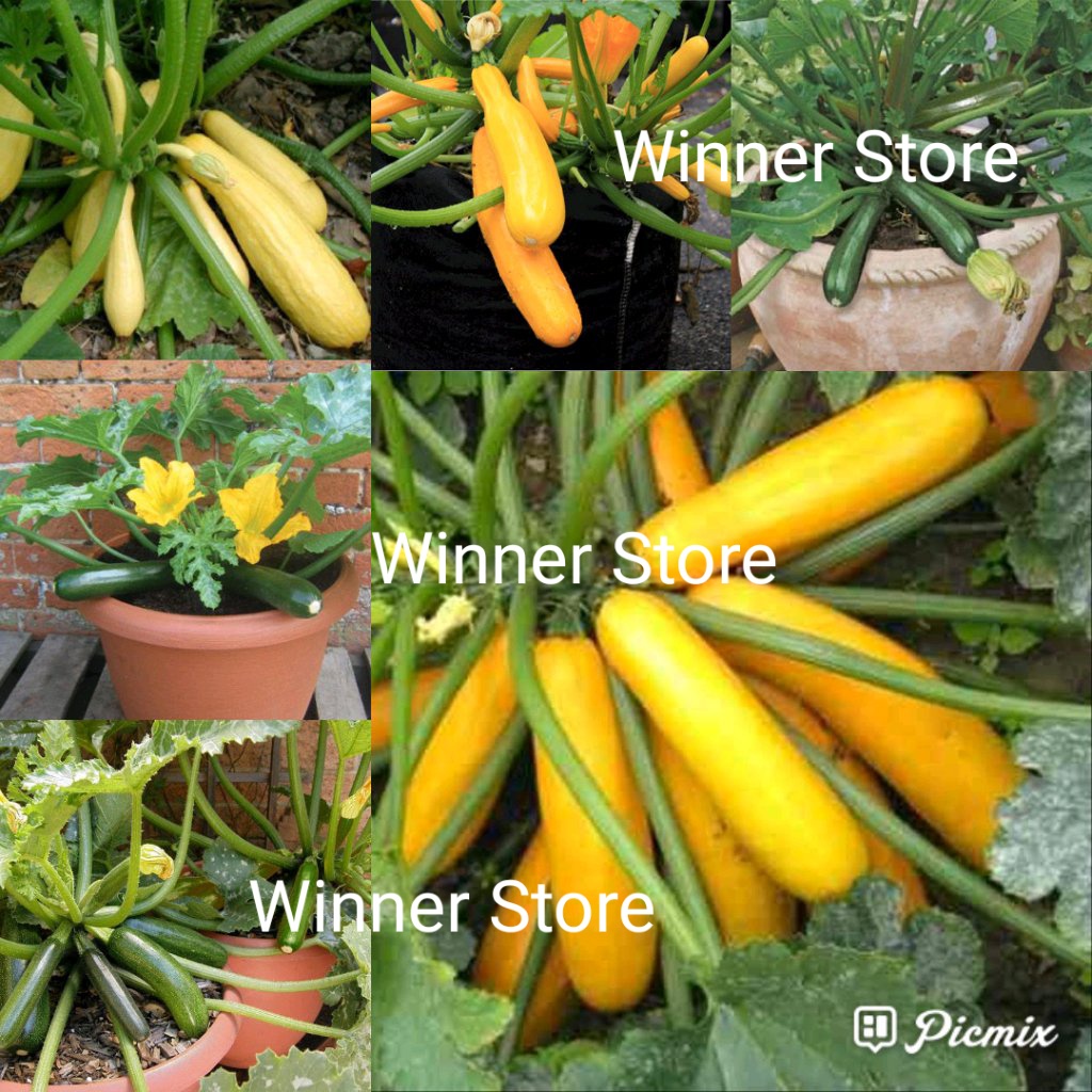 Jual Bibit Benih Labu Zukini Zucchini Kuning (1 Butir) | Shopee Indonesia