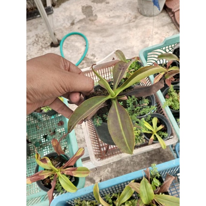 Jual Tanaman Karnivora Kantong Semar Nepenthes Jual Tanaman Karnivora Kantong Semar Nepenthes
