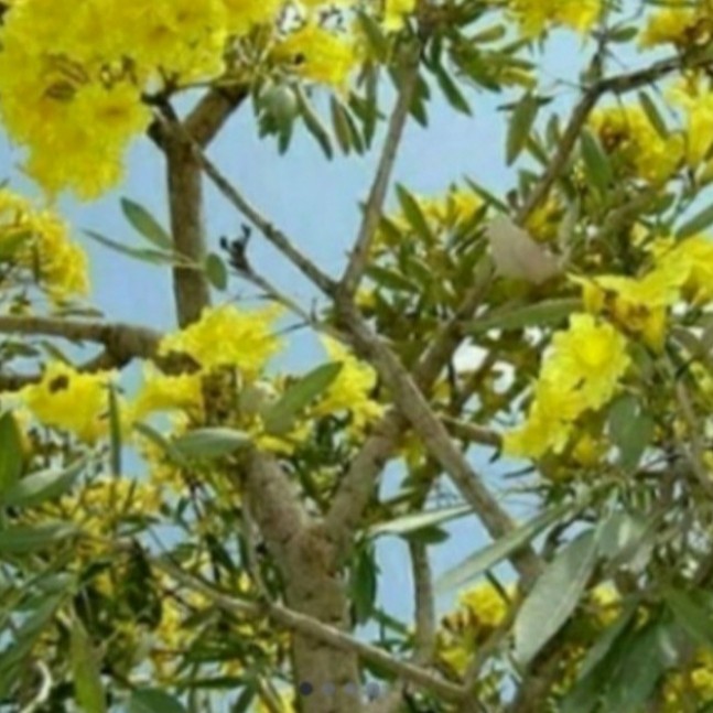 Jual [Baru] Pohon Bunga Tabebuya Bunga Kuning Tinggi 4 Meter Batang 15 ...