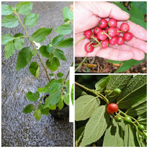 Jual Bibit Tanaman Buah Ceri Seri Kersen / Cherry Kersen Lokal Asli ...