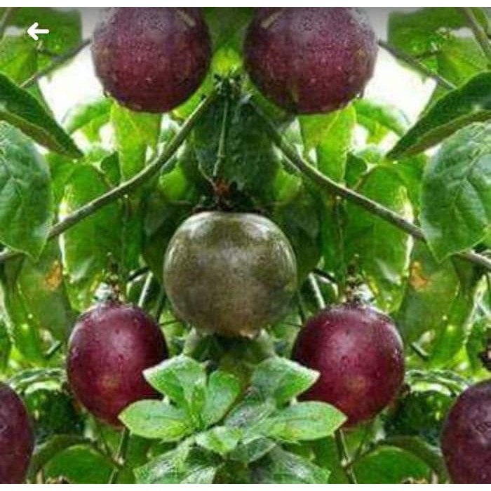 Jual Ready Bibit Tanaman Buah Markisa Merah Manis - Benih / Biji / Bibit VALID | Shopee Indonesia