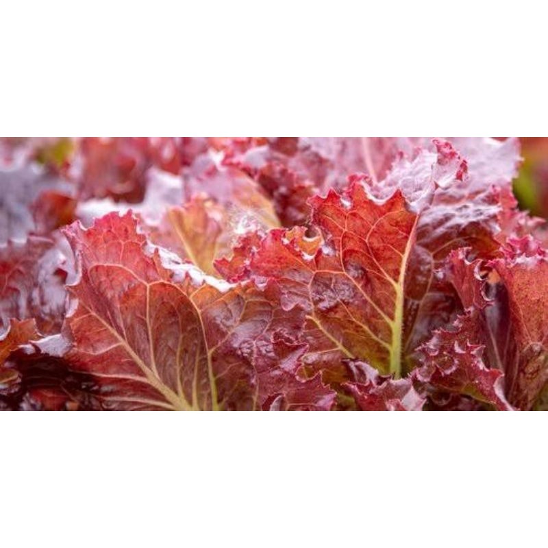 Jual Bibit Selada Merah | Shopee Indonesia