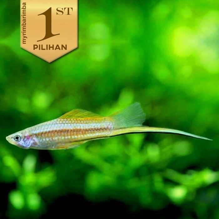 Jual Platy Pedang Hijau Swordtail Ikan Hias Aquascape Hiasan Aquarium ...