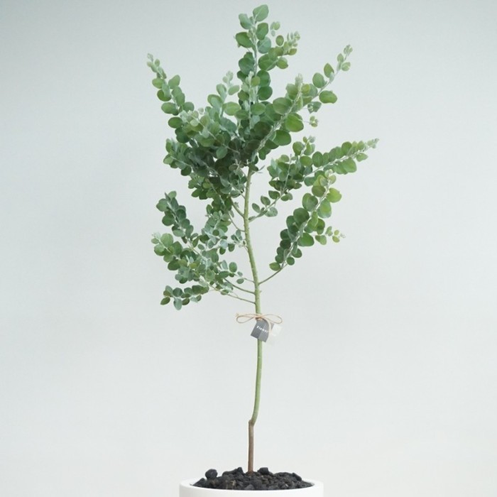 Jual Blue Pearl Acacia Tree Podalyriifolia - Tanaman Hias Indoor ...