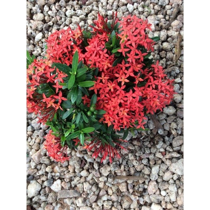 Jual TANAMAN HIAS SOKA MERAH - TANAMAN HIAS ASOKA BUNGA MERAH | Shopee ...