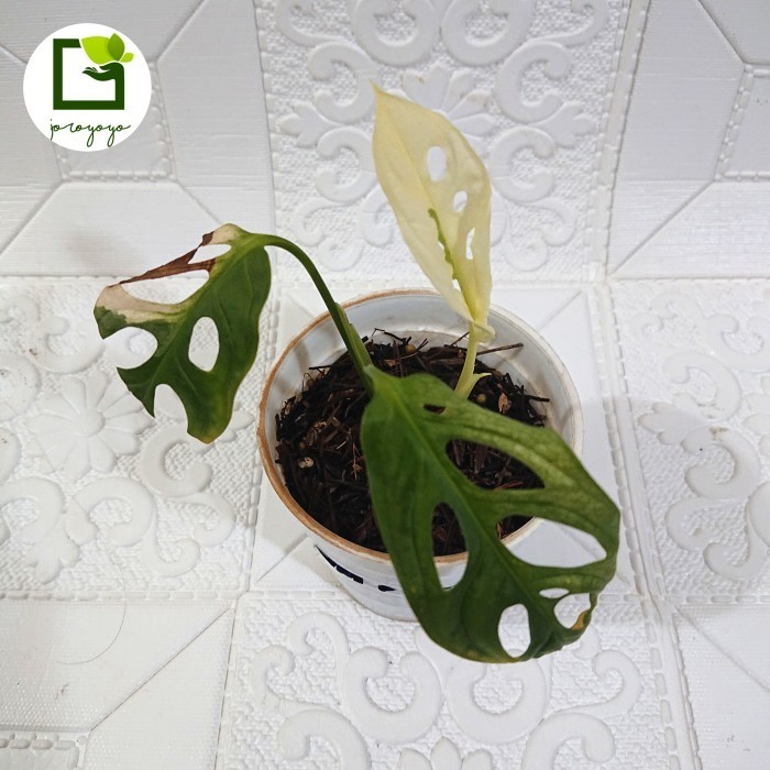 Jual Monstera Adansonii /Janda Bolong Jepang - Variegata Putih | Shopee ...