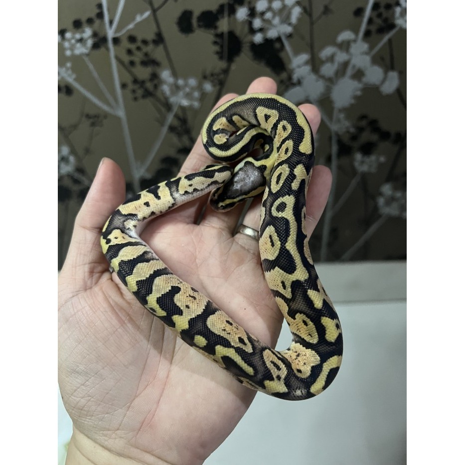 Jual Ball Python Male Pastel Het Clown Ph Pied | Shopee Indonesia