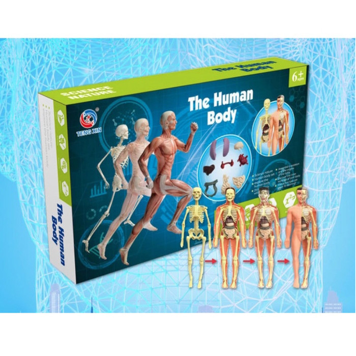 Jual The Human Body , Puzzle 3D Tubuh Manusia, Tulang Dan Organ Dalam ...