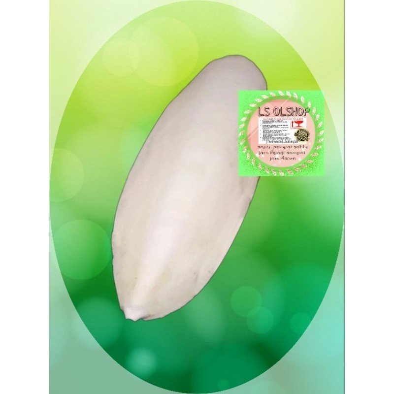 Jual LIMA SOTONG UKURAN SEDANG TULANG SUNTUNG MAKAN BURUNG PERKUTUT ...