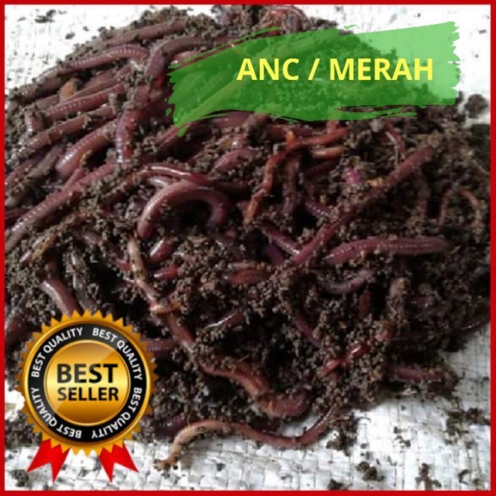 Jual Cacing Tanah ANC Merah Hidup bukan Lumbricus umpan pancing pakan ...
