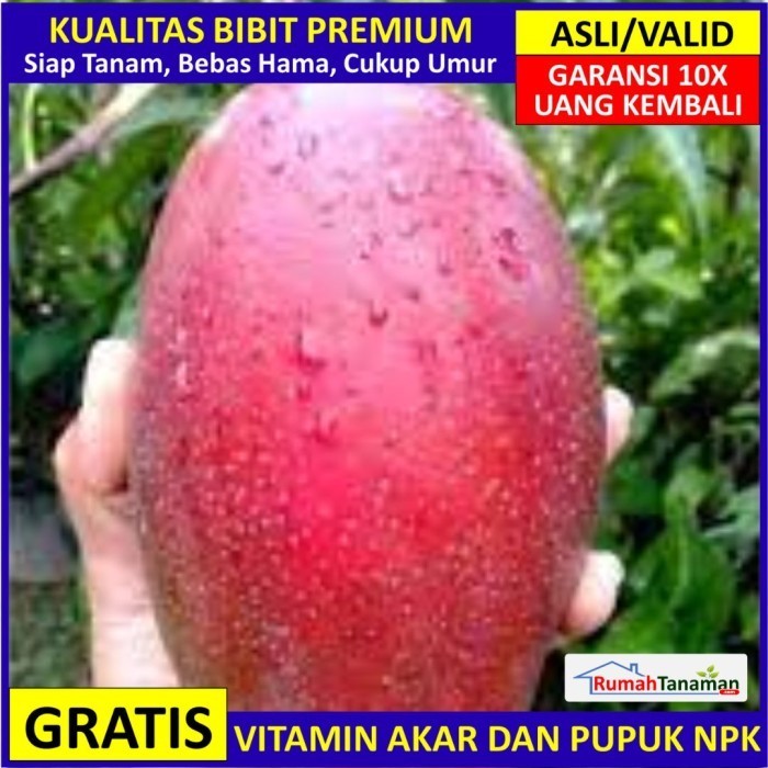 Jual Bibit Mangga Red Emperor Asli Bergaransi, Pohon Mangga Valid ...