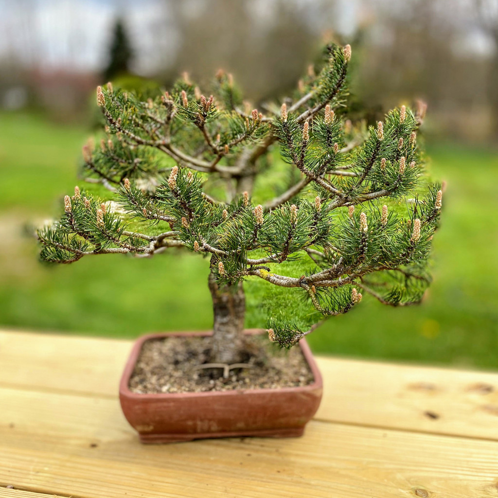 Jual Victory Seed Bibit Benih Pinus Kerdil (Isi 1 Biji) | Shopee Indonesia