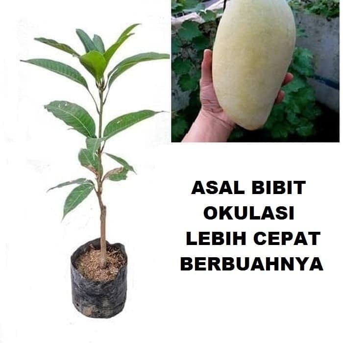Jual Bibit Tanaman Pohon Mangga Mahatir Mangga Mahathir Okulasi TOPP ... Jual Bibit Tanaman Pohon Mangga Mahatir Mangga Mahathir Okulasi TOPP ...