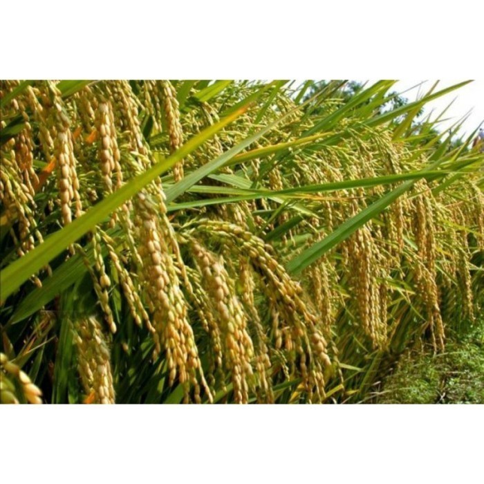 Jual Benih Padi Kabir 07 5Kg Original Ori Bibit Padi Unggul Genjah Asli ...