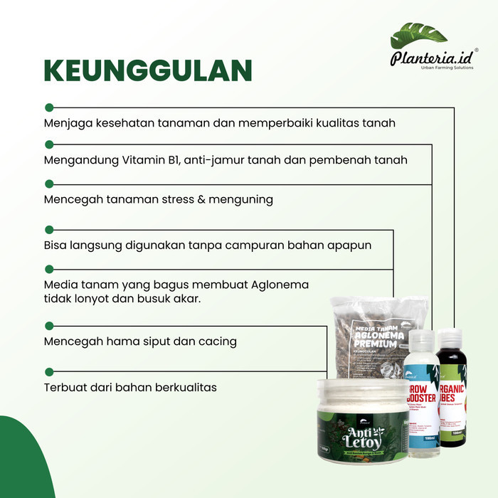 Jual Paket Menanam Aglonema By Planteria | Shopee Indonesia