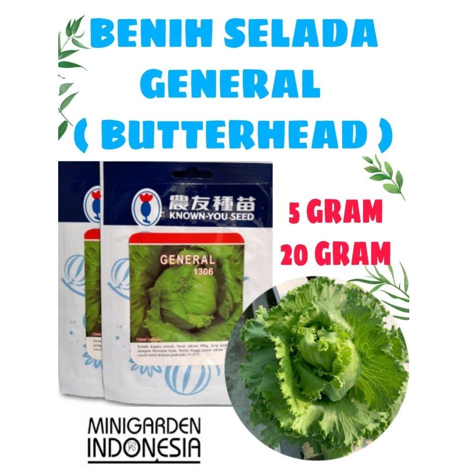 Jual Selada General 5Gram Benih Biji Selada Head Lettuce Butterhead ...