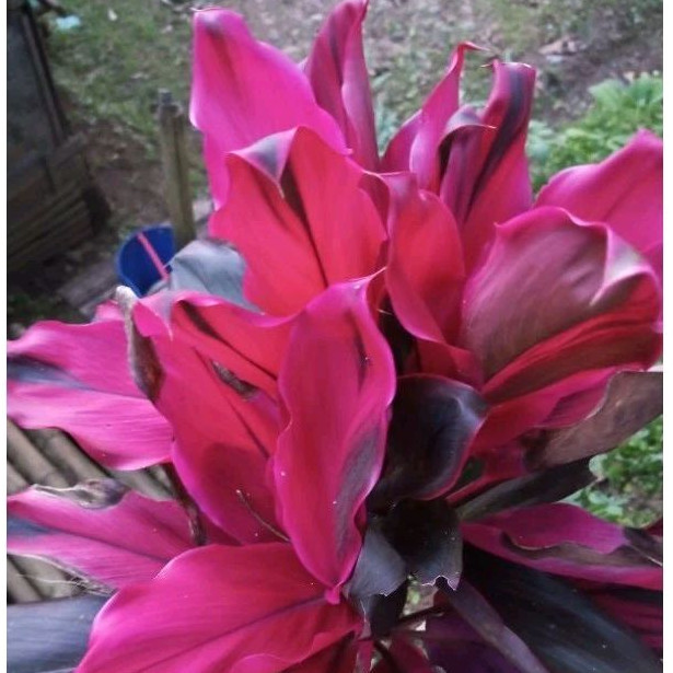 Jual Daun Hanjuang Merah 25 Tangkai | Shopee Indonesia