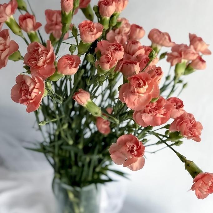 Jual Trending Bunga Carnation / Anyelir Isi 20 Tangkai (Bunga Potong ...