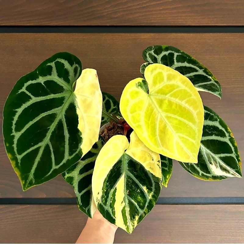 Jual Tanaman Hias Anthurium Variegata Bunga Hias Anthurium Variegata ...