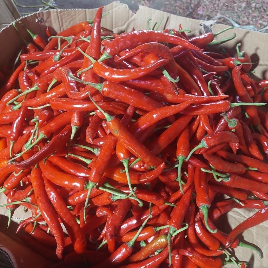 Jual Cabe Merah Besar 1Kg Fresh Dari Petani Lokal Kediri Ulala | Shopee ...