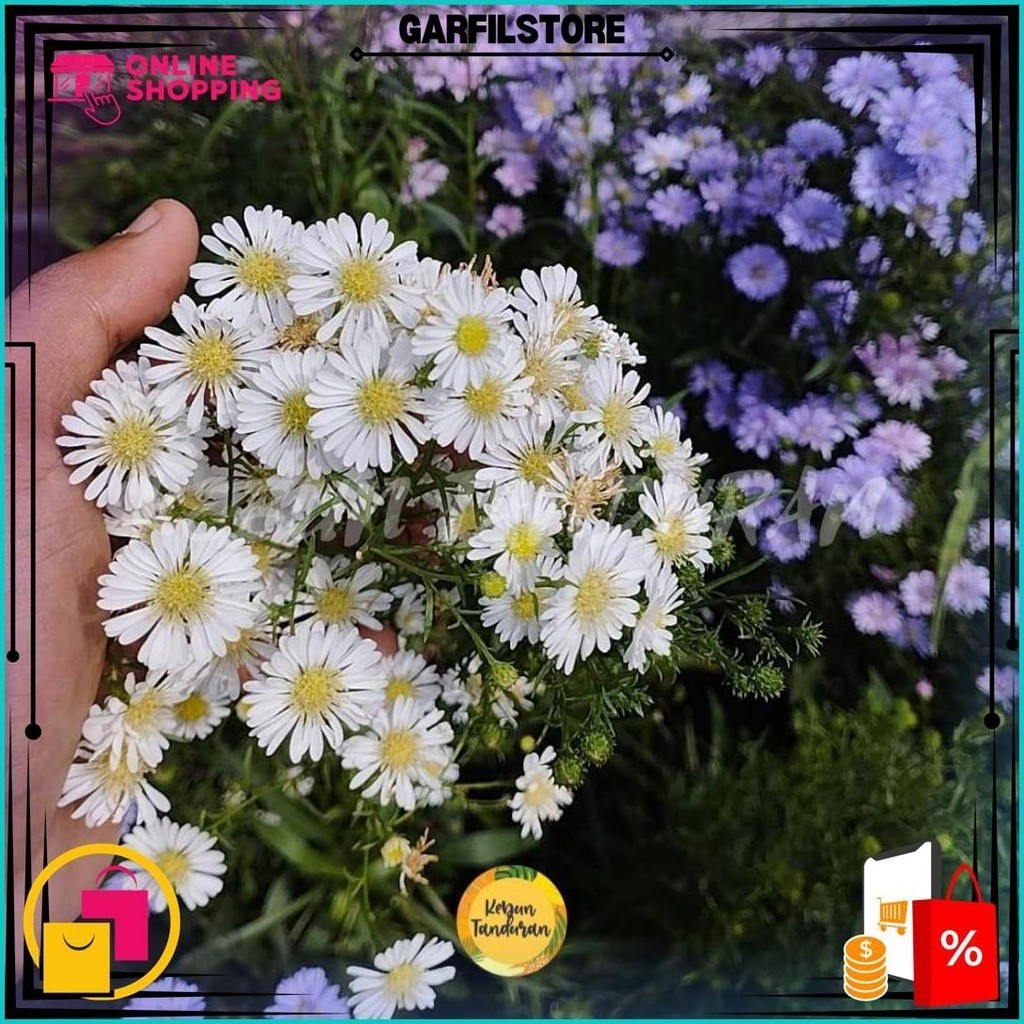 Jual Tanaman Hias Bunga Hidup Aster Pikok Putih Berbunga/ Pikok Krisan ...