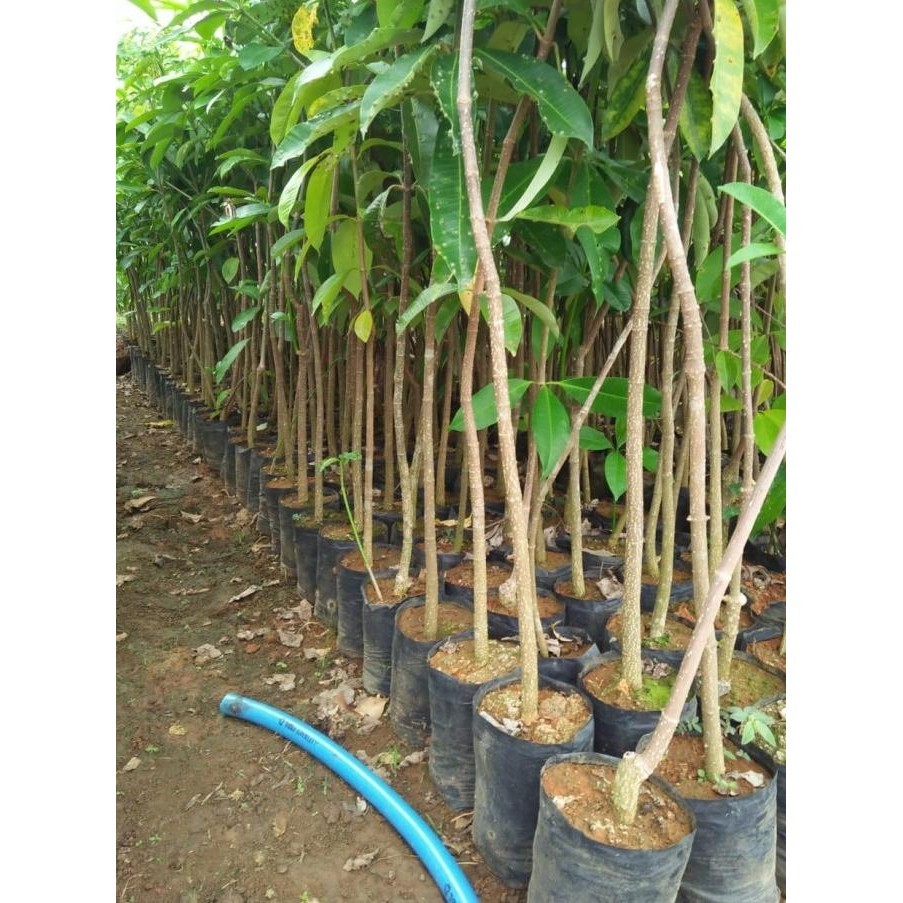 Jual Bibit Tanaman Pule Pandak I Pulai Ketinggian 1m Up - Harga Murah ...