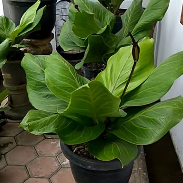 Jual Tanaman Hias Anthurium Jemani Cobra - Tanaman Antorium Jemani ...