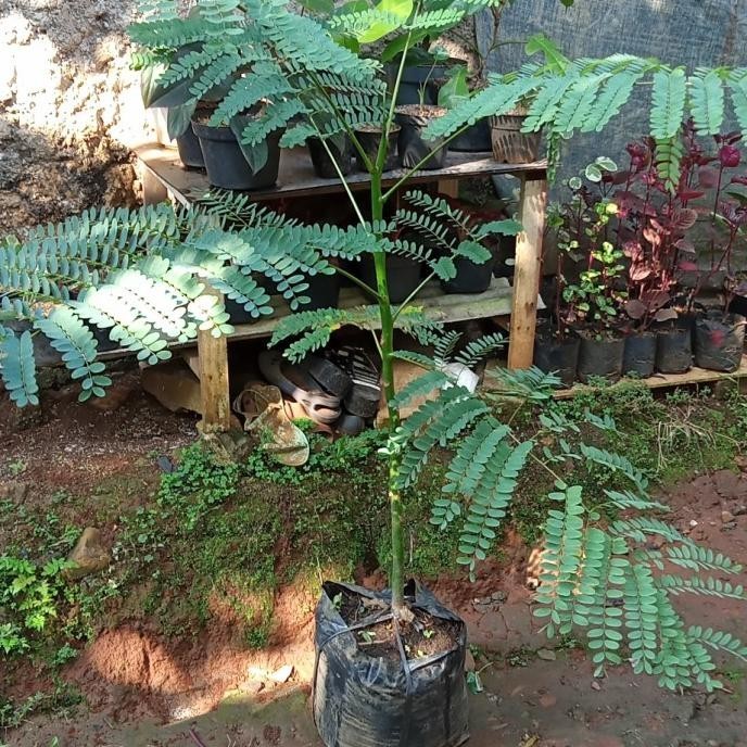 Jual [Ready Stock] Pohon Pakis Brazil(Solobium) | Shopee Indonesia