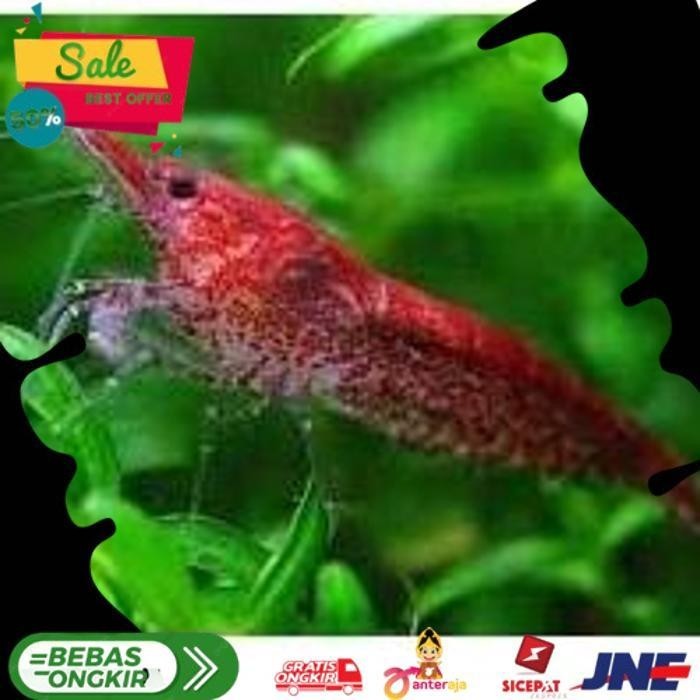 Jual UDANG HIAS UDANG RED CHERRY SHRIMP RCS NEOCARIDINA AIR TAWAR ...