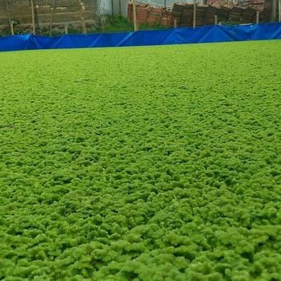 Jual SALE!! BENIH RUMPUT AZOLA BIBIT AZOLLA PINATA MICROPHYLA 500 GR ...
