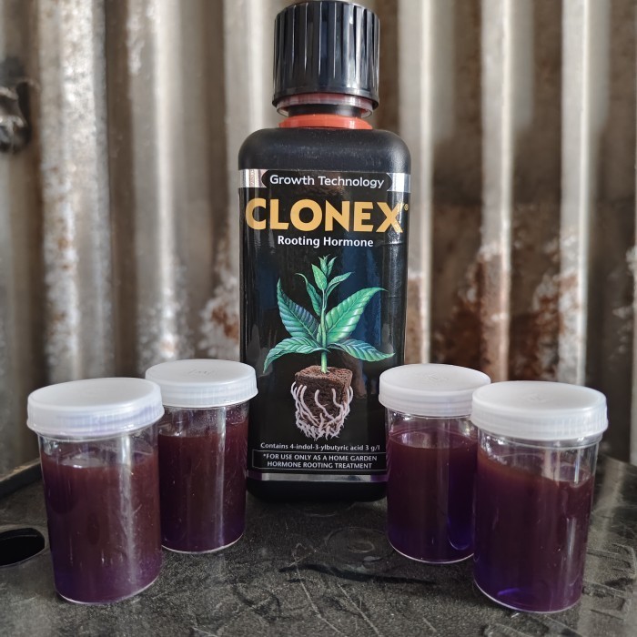 Jual TERJAMIN CLONEX Rooting Hormone Gel REPACK 20 ml JAMIN ORIGINAL | Shopee Indonesia