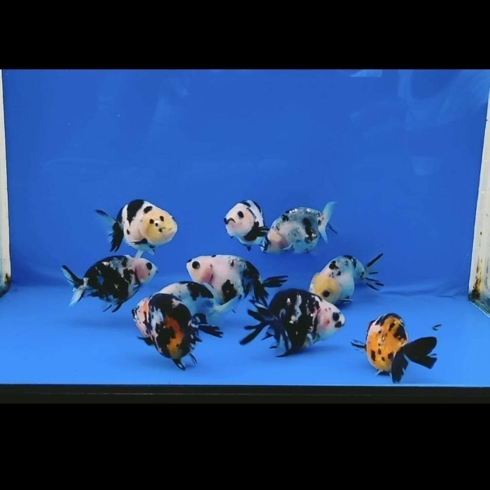 Jual RANCHU SAPI / RANCHU COW / IKAN MAS KOKI RANCHU SAPI HITAM PUTIH ...
