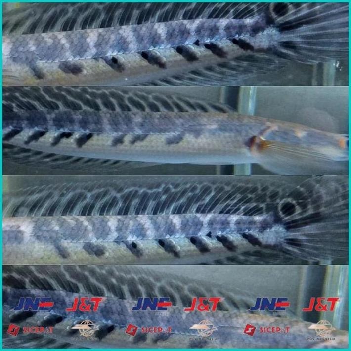 Jual BISMILLAH COD MARU YELLOW SENTARUM SORTIRAN 15CM-23CM CABUNG DAN ...