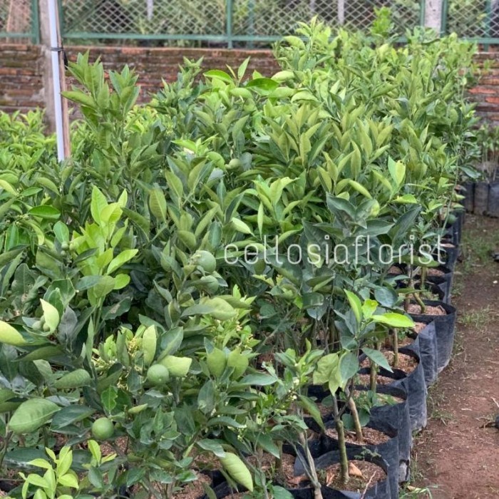 Jual Ready Bibit Tanaman Buah Jeruk Baby Java / Manis Pacitan Sudah ...