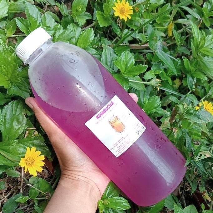 Jual KOMBUCHA BUTTERFLY PEA 1 LITER/ minuman fermentasi teh bunga ...