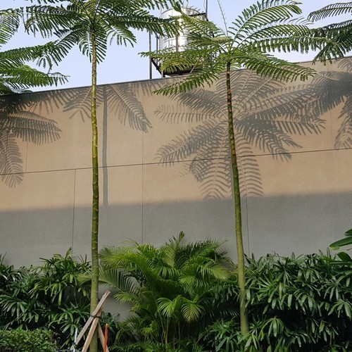 Jual Bibit Pohon Solobium Parahyba - Tanaman Pakis Brazil | Shopee ...