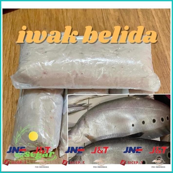 Jual BISMILLAH IKAN BELIDA SUNGAI GILING / IWAK BELIDO / IWAK KUTAK ...
