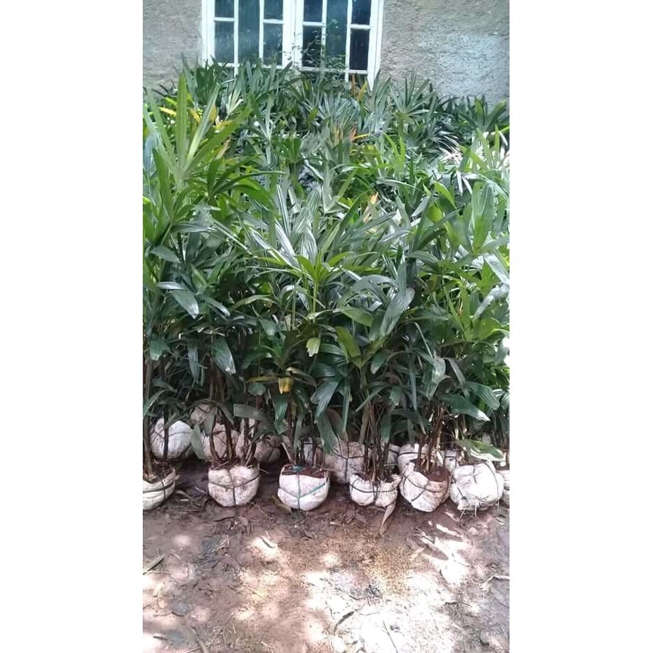 Jual Pohon Palem Waregu/Tanaman Indor / | Shopee Indonesia