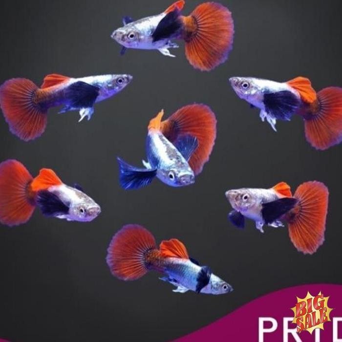 Jual Baru Um1 Ikan Guppy Platinum Red Tail Dumbo Ear Prtde Ikan Hias Air Tawar Cuci Gudang ...