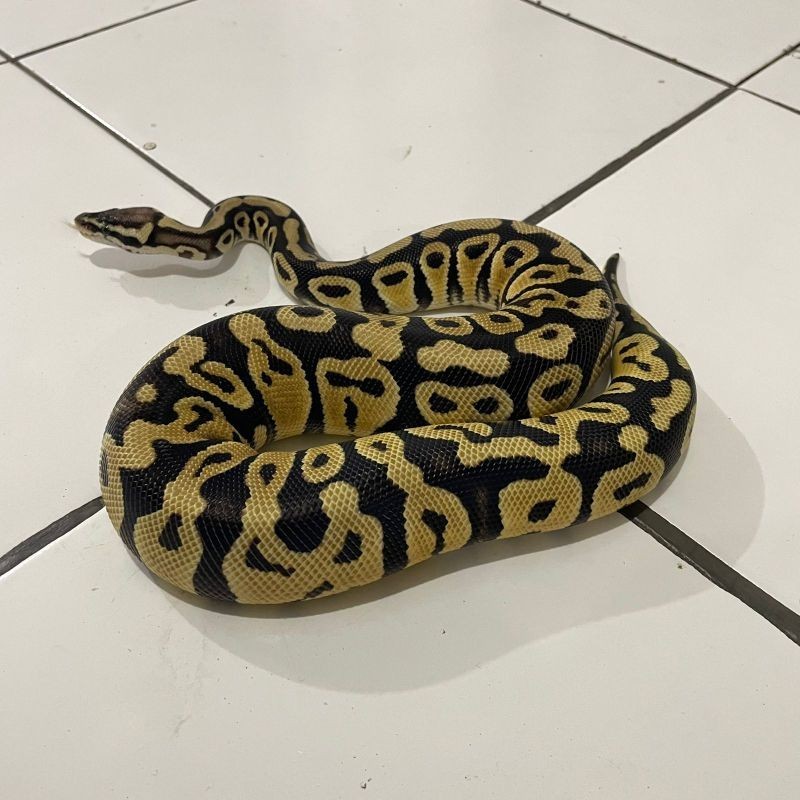 Jual Ball python pastel het dg clown | Shopee Indonesia