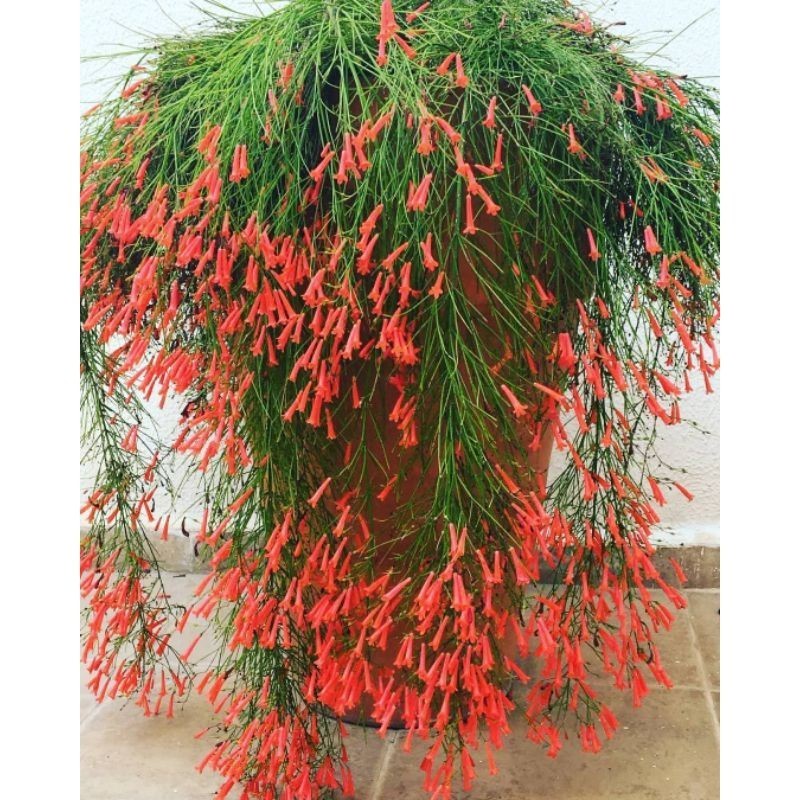 Jual Tanaman Hias Taman Bunga Air Mancur Merah Hidup | Shopee Indonesia