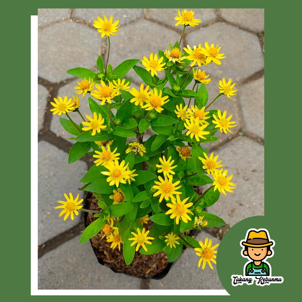 Jual Tanaman Hias Bunga Baby Sunrose | Shopee Indonesia