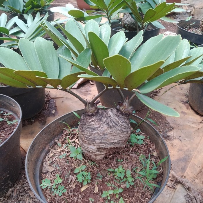 Jual Pohon Zamia Furfuracea Tanaman Hias Pot Yang Unik | Shopee Indonesia