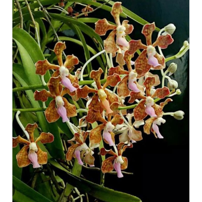 Jual vanda limbata jawa. | Shopee Indonesia