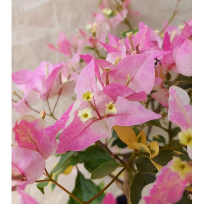 Jual Tanaman Hias Outdoor Cantik Bunga Bougenville / Bugenville / Bunga ...