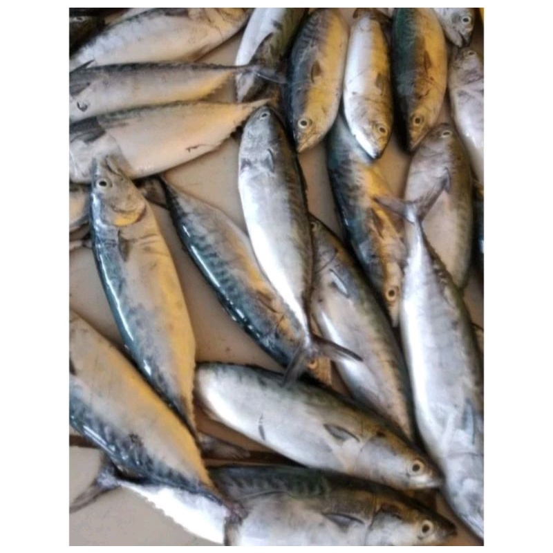Jual Ikan Kembung Banjar Fresh | Shopee Indonesia