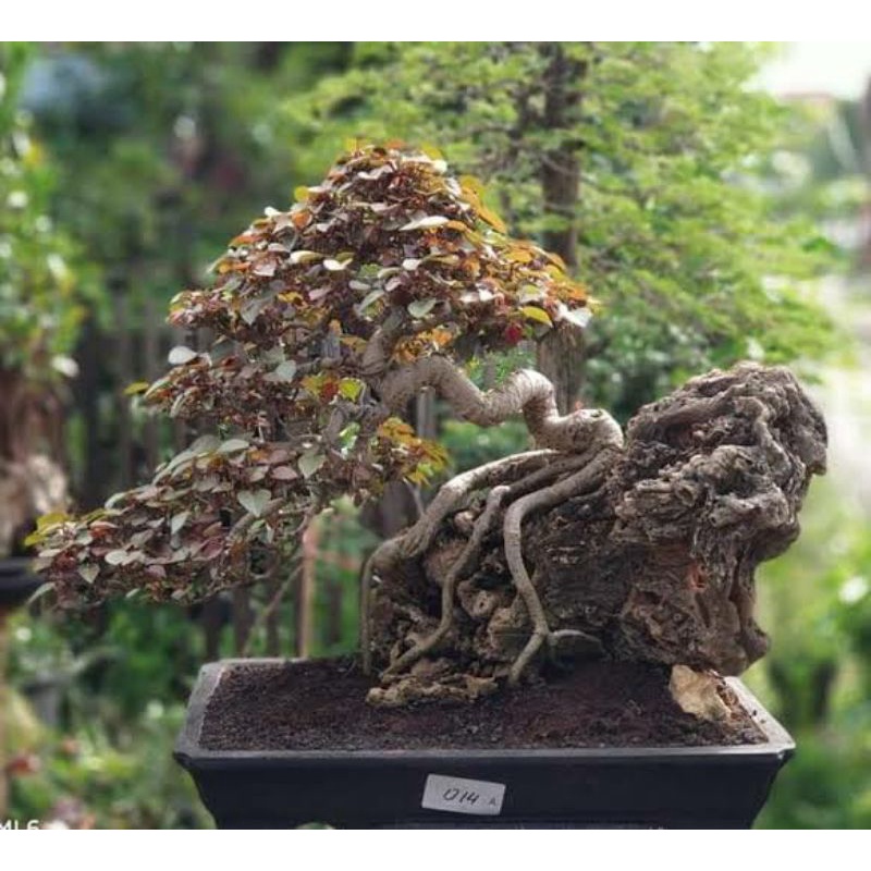 Jual Waru merah super cangkok 40-60cm | Shopee Indonesia