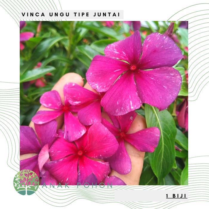 Jual Benih Bibit Biji - Bunga Vinca Ungu Tipe Juntai Rare Langka Seeds ...